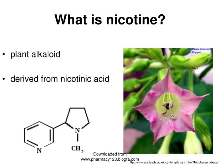 PPT - Pharmacology of Nicotine PowerPoint Presentation - ID:1394377