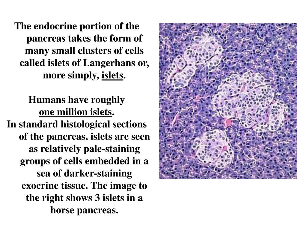 PPT - Hormones of the Pancreas bulk of the pancreas is an exocrine ...
