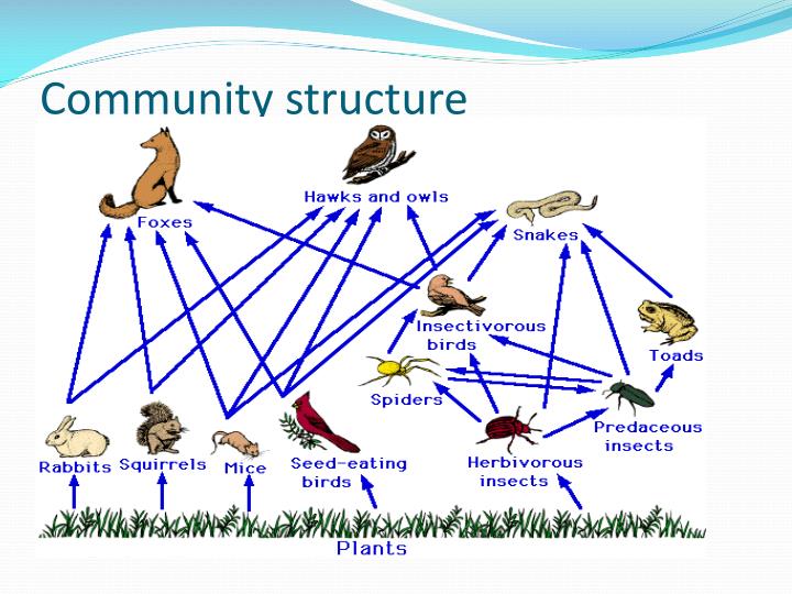 PPT - POPULATION ECOLOGY BEVOLKINGSEKOLOGIE PowerPoint Presentation ...