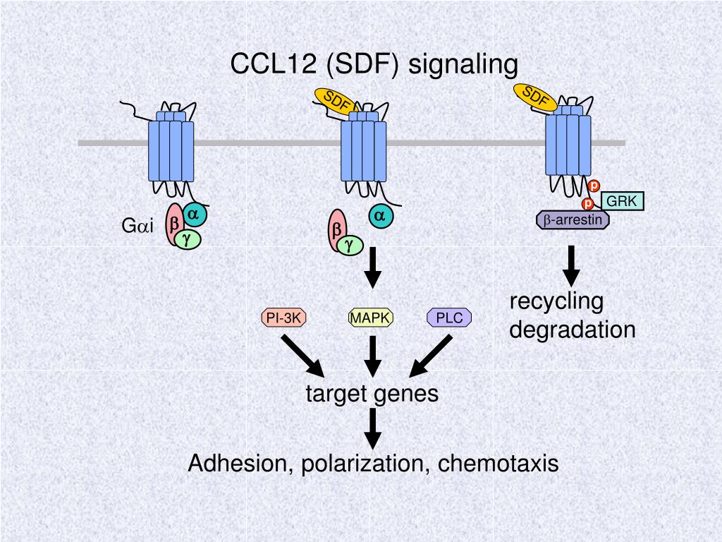 PPT - Cytokines and signaling pathways in healthy and disease ...