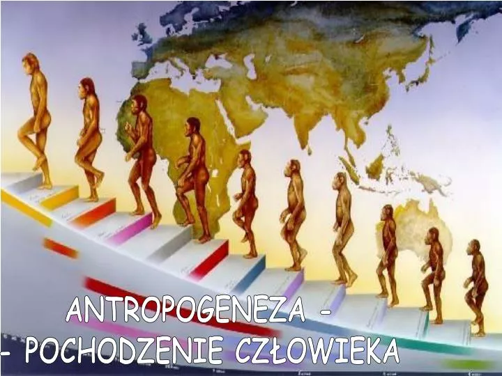 PPT - ANTROPOGENEZA - - POCHODZENIE CZŁOWIEKA PowerPoint Presentation ...