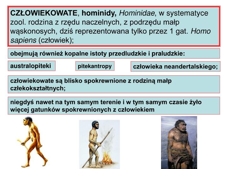 PPT - ANTROPOGENEZA - - POCHODZENIE CZŁOWIEKA PowerPoint Presentation ...