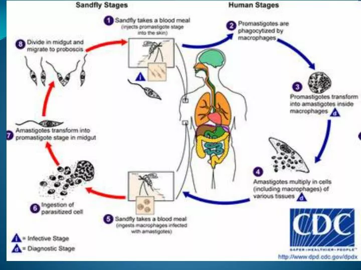 PPT - KALA AZAR PowerPoint Presentation, free download - ID:1397026