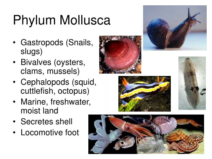 PPT - Phylum Mollusca PowerPoint Presentation, free download - ID:1398067