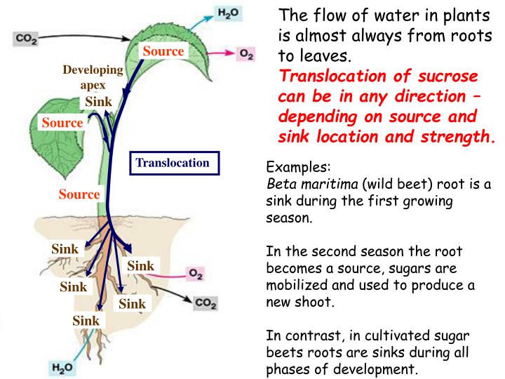 PPT - Translocation in the Phloem PowerPoint Presentation - ID:1399368