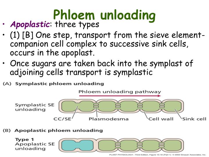 PPT - Translocation in the Phloem PowerPoint Presentation - ID:1399368