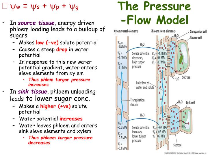 PPT - Translocation in the Phloem PowerPoint Presentation - ID:1399368