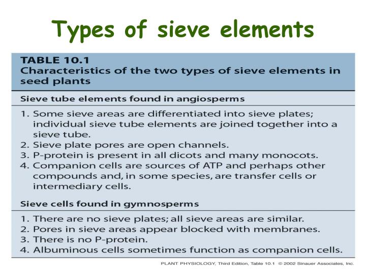 PPT - Translocation in the Phloem PowerPoint Presentation - ID:1399368