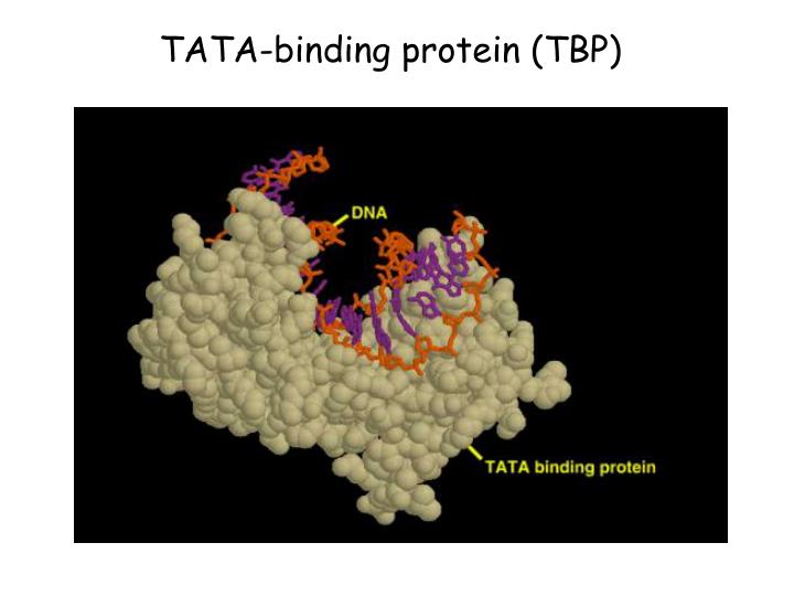 PPT - Signals in DNA tell RNA polymerase where to start and stop ...