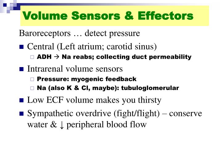 PPT - Renal Review PowerPoint Presentation - ID:1400305