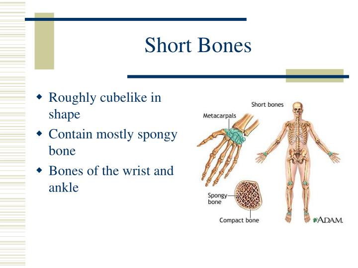 PPT - BONES PowerPoint Presentation - ID:1400941