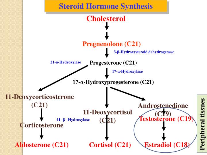 PPT - Steroid Hormones,Congenital Adrenal hyperplasia and Testicular ...