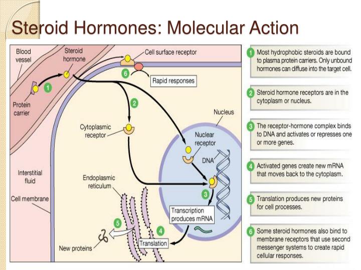 PPT - Steroid Hormones,Congenital Adrenal hyperplasia and Testicular ...