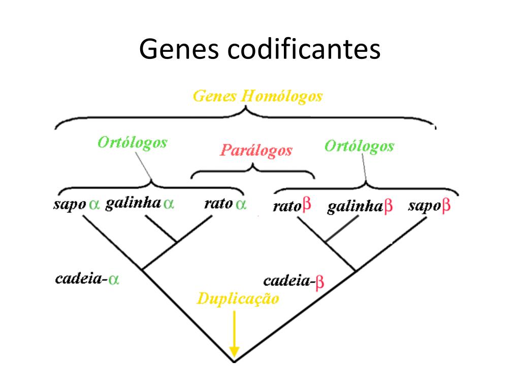 PPT - Biologia dos marcadores moleculares PowerPoint Presentation, free ...