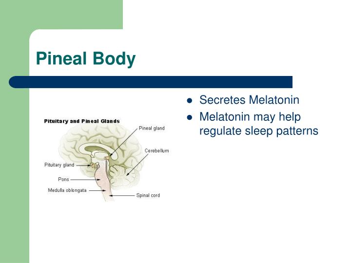 PPT - Endocrine System, Nervous System and Homeostatic Control ...