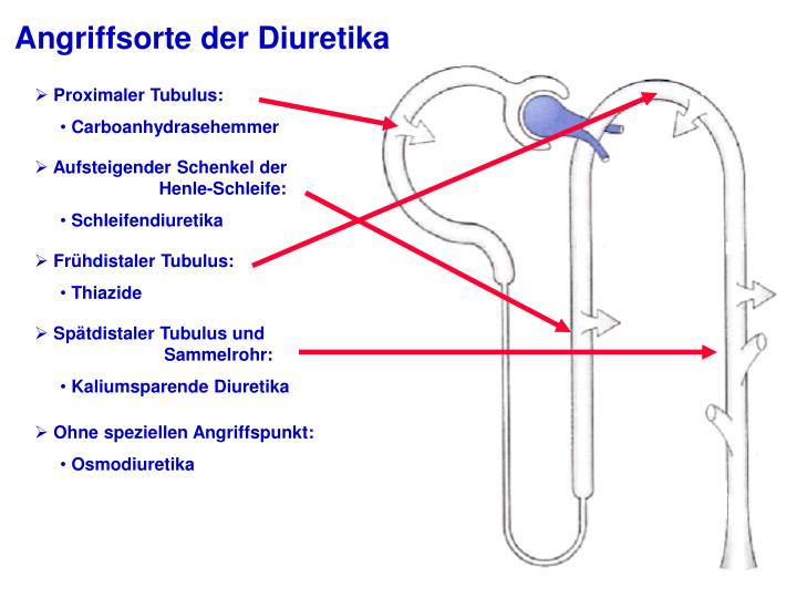 PPT - Diuretika PowerPoint Presentation - ID:1403889
