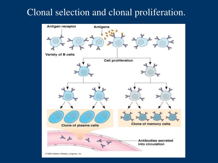 PPT - Adaptive Immune Response (Part II) (Antibody- mediated Immunity ...