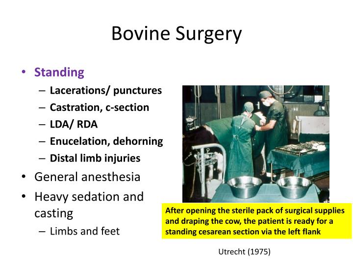 PPT - Bovine Surgical Procedures Key Terms : Casting, Cosmetic ...