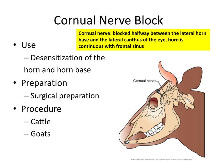 PPT - Bovine Surgical Procedures Key Terms : Casting, Cosmetic ...