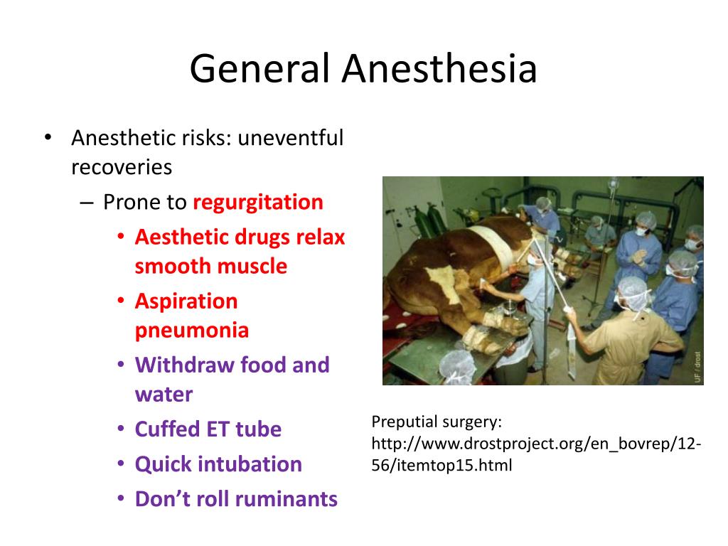 PPT - Bovine Surgical Procedures Key Terms : Casting, Cosmetic ...