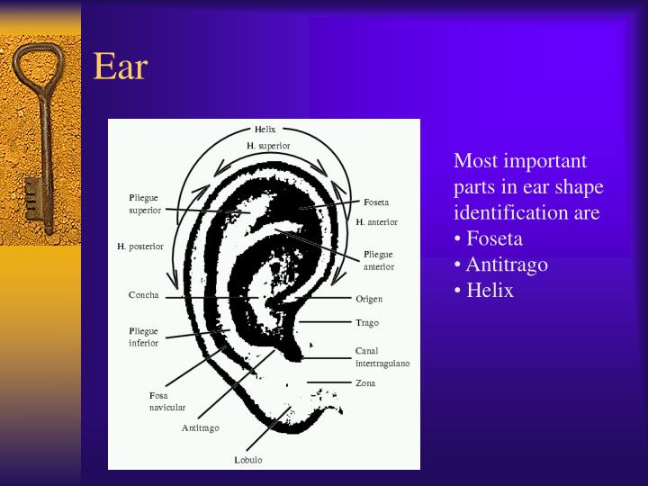 Ppt Ear Biometrics Powerpoint Presentation Id 1405647