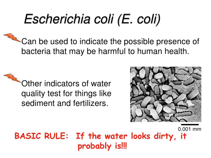 PPT - E. coli: The Good, The Bad, And The Ugly PowerPoint Presentation ...
