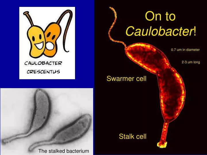 PPT - On to Caulobacter ! PowerPoint Presentation, free download - ID ...