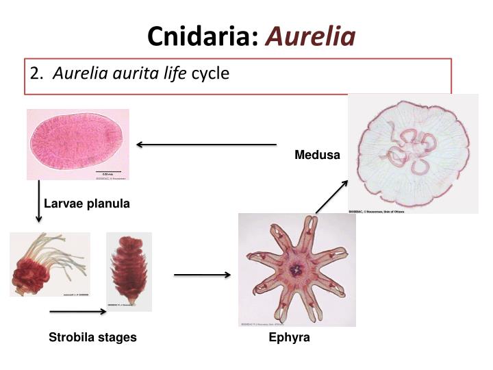PPT - Filo Cnidaria PowerPoint Presentation - ID:1406957