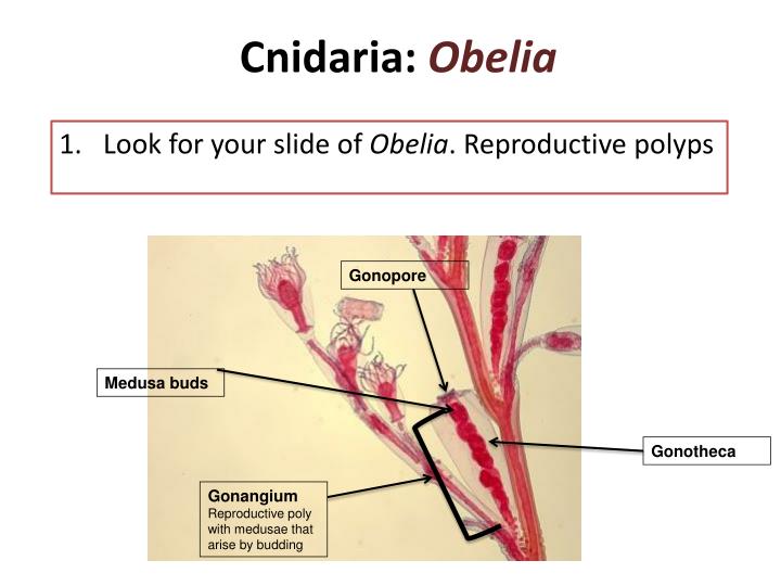 PPT - Filo Cnidaria PowerPoint Presentation - ID:1406957
