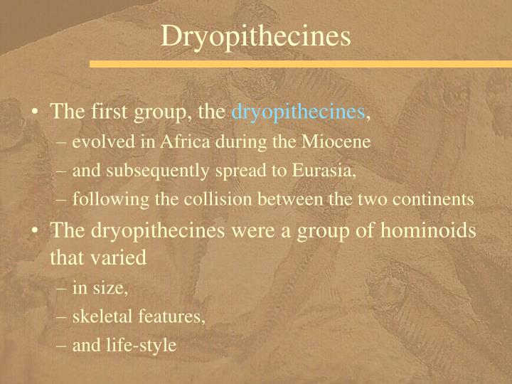 PPT - Primate and Human Evolution PowerPoint Presentation - ID:140750