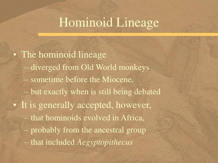 PPT - Primate and Human Evolution PowerPoint Presentation - ID:140750
