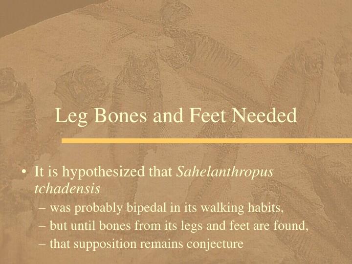 PPT - Primate and Human Evolution PowerPoint Presentation - ID:140750