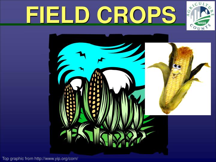 PPT - FIELD CROPS PowerPoint Presentation, free download - ID:140854