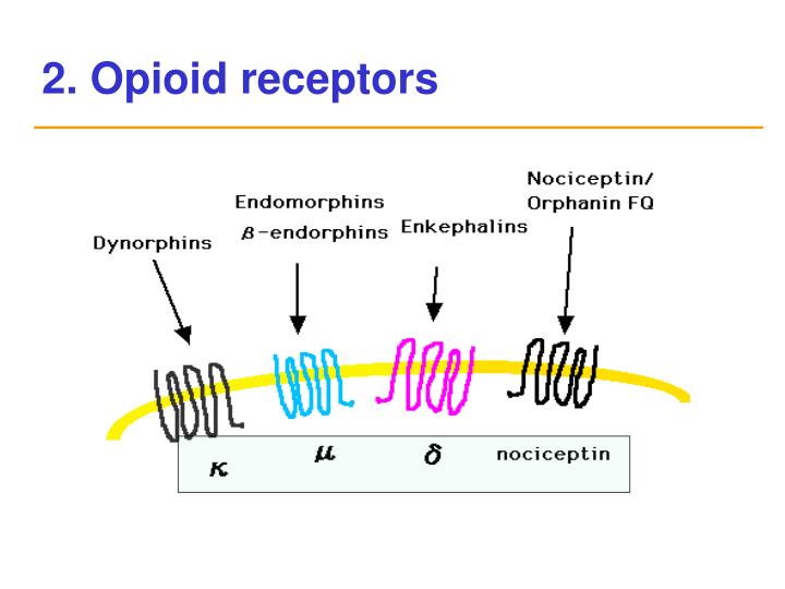 PPT - Pharmacology for Pain and Analgesia PowerPoint Presentation - ID ...