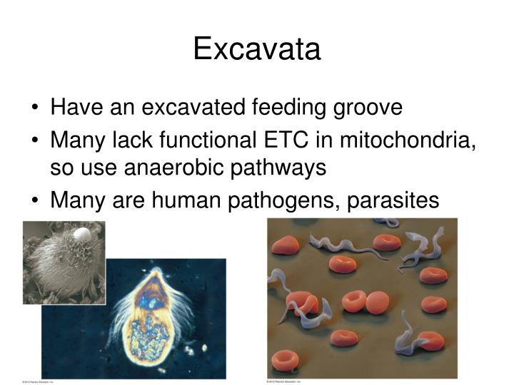 PPT - Evolution of Microbial Life: Prokaryotes and Protista PowerPoint ...