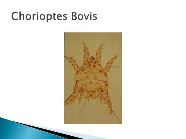 PPT - Mites PowerPoint Presentation - ID:1411229