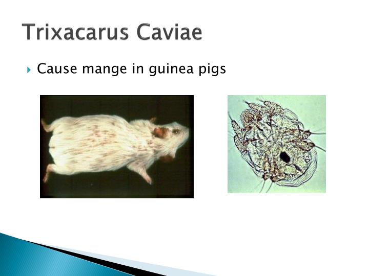 PPT - Mites PowerPoint Presentation - ID:1411229