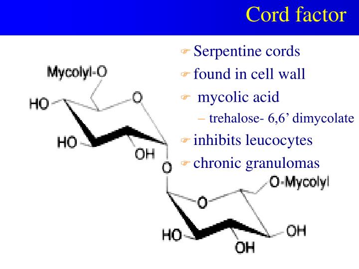 PPT - Mycobacterium PowerPoint Presentation - ID:1411627