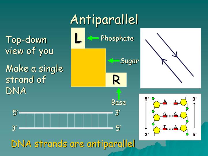 PPT - DNA STRUCTURE From “Molecular Biology Made Simple and Fun ...
