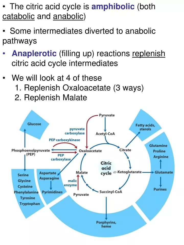 PPT - Anaplerotic (filling up) reactions replenish citric acid cycle ...