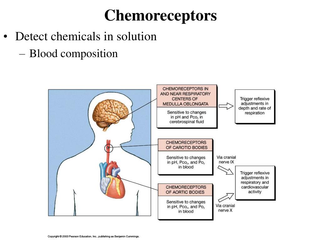 PPT - The General & Special Senses PowerPoint Presentation, free ...