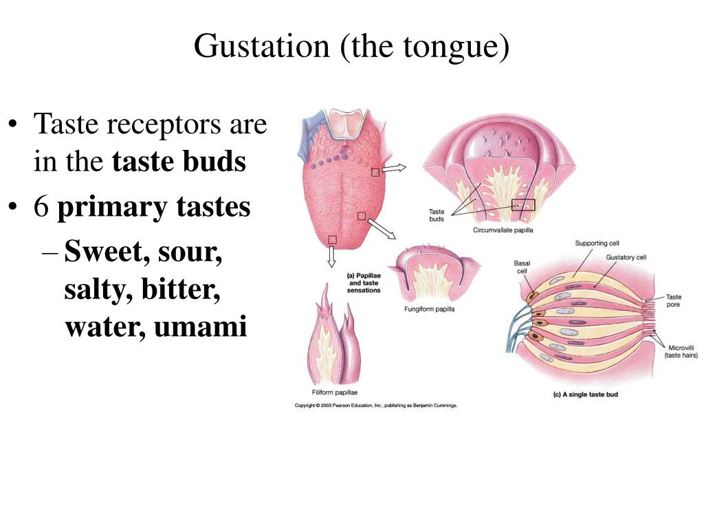 PPT - The General & Special Senses PowerPoint Presentation, free ...