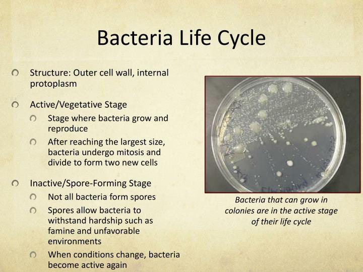PPT - Keeping the Salon Clean: Preventing Bacteria, Viruses, and Other ...