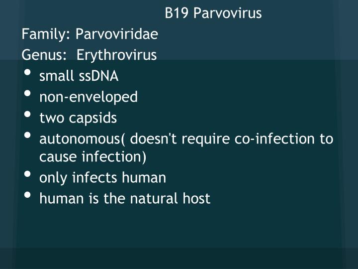 PPT - Parvovirus PowerPoint Presentation - ID:1412318