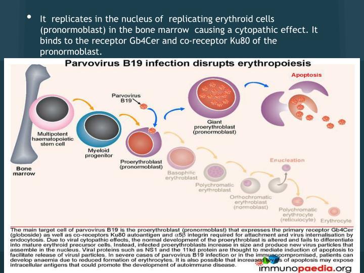 PPT - Parvovirus PowerPoint Presentation - ID:1412318