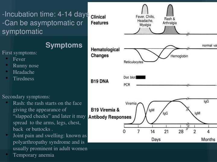PPT - Parvovirus PowerPoint Presentation - ID:1412318