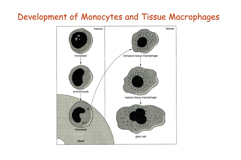 PPT - Mononuclear Leukocytes and Chronic Inflammation Wednesday ...