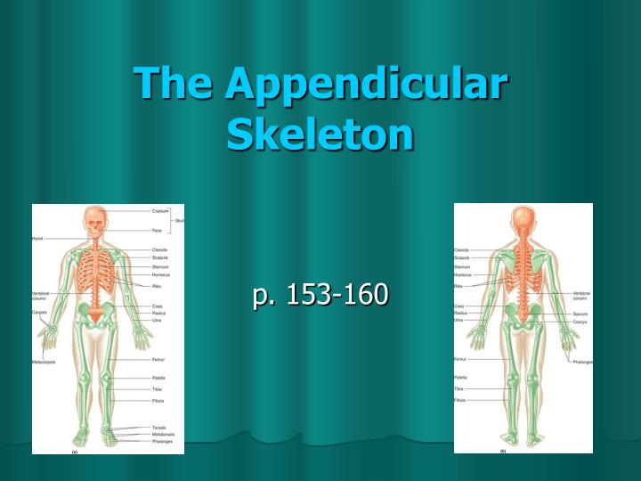 PPT - The Appendicular Skeleton PowerPoint Presentation, free download ...