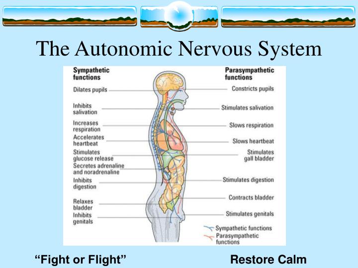 PPT - Health and Well-being PowerPoint Presentation - ID:1412529