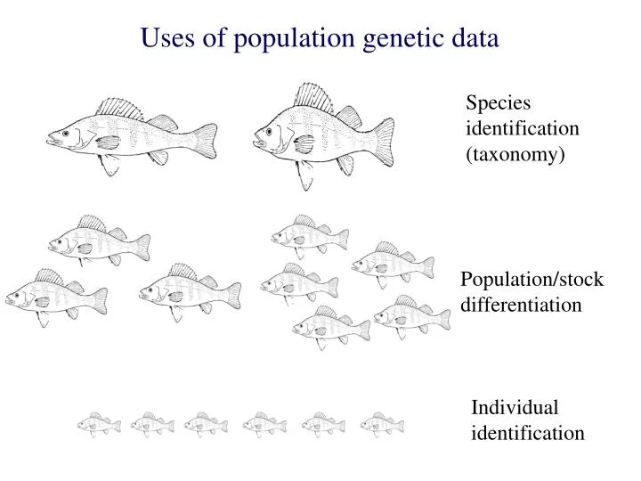 PPT - Species identification (taxonomy) PowerPoint Presentation, free ...